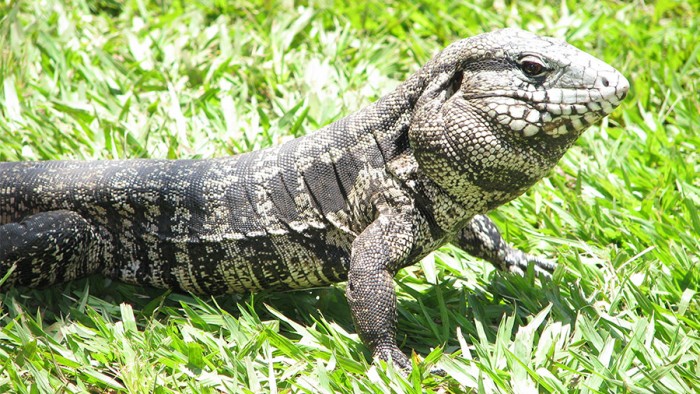 Teiú: conheça este belo réptil de estimação – Portal Melhores Amigos