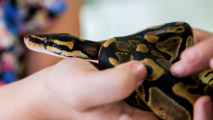 Cobra: ter ou não ter? Eis a questão. – Portal Melhores Amigos