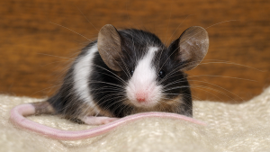 Tudo o que você precisa saber sobre o camundongo! – Portal Melhores Amigos