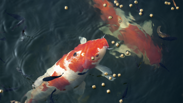 Peixes podem comer até explodir? – Portal Melhores Amigos