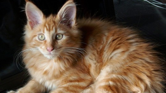 Saiba mais sobre o brincalhão e gigante Maine Coon – Portal Melhores Amigos