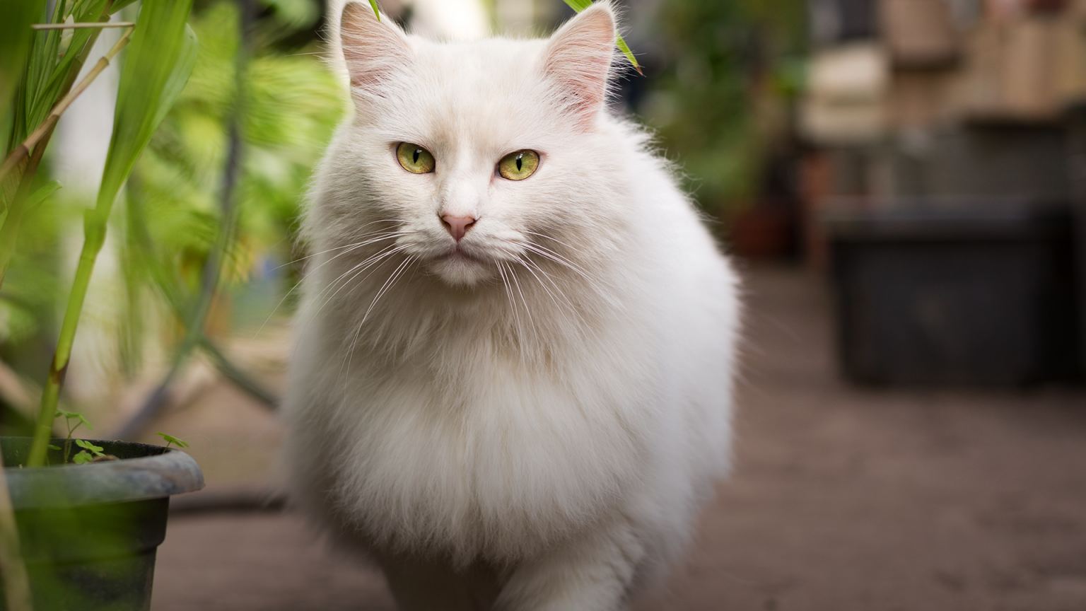 Saiba mais sobre a raça de gatos ANGORÁ – Portal Melhores Amigos