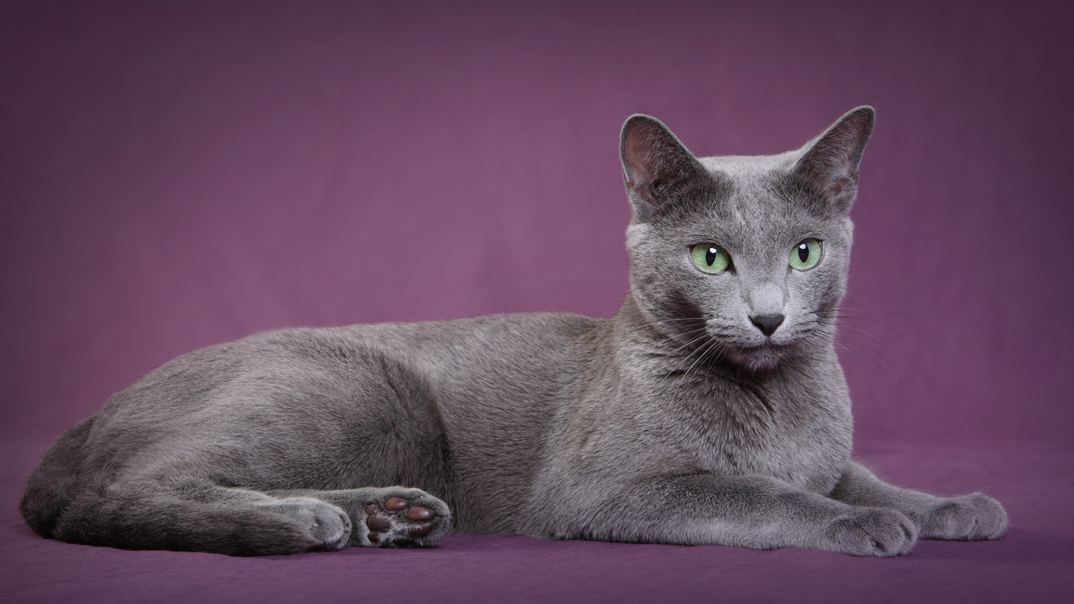 Azul russo: dos portos gelados até sua cama quentinha – conheça essa ...