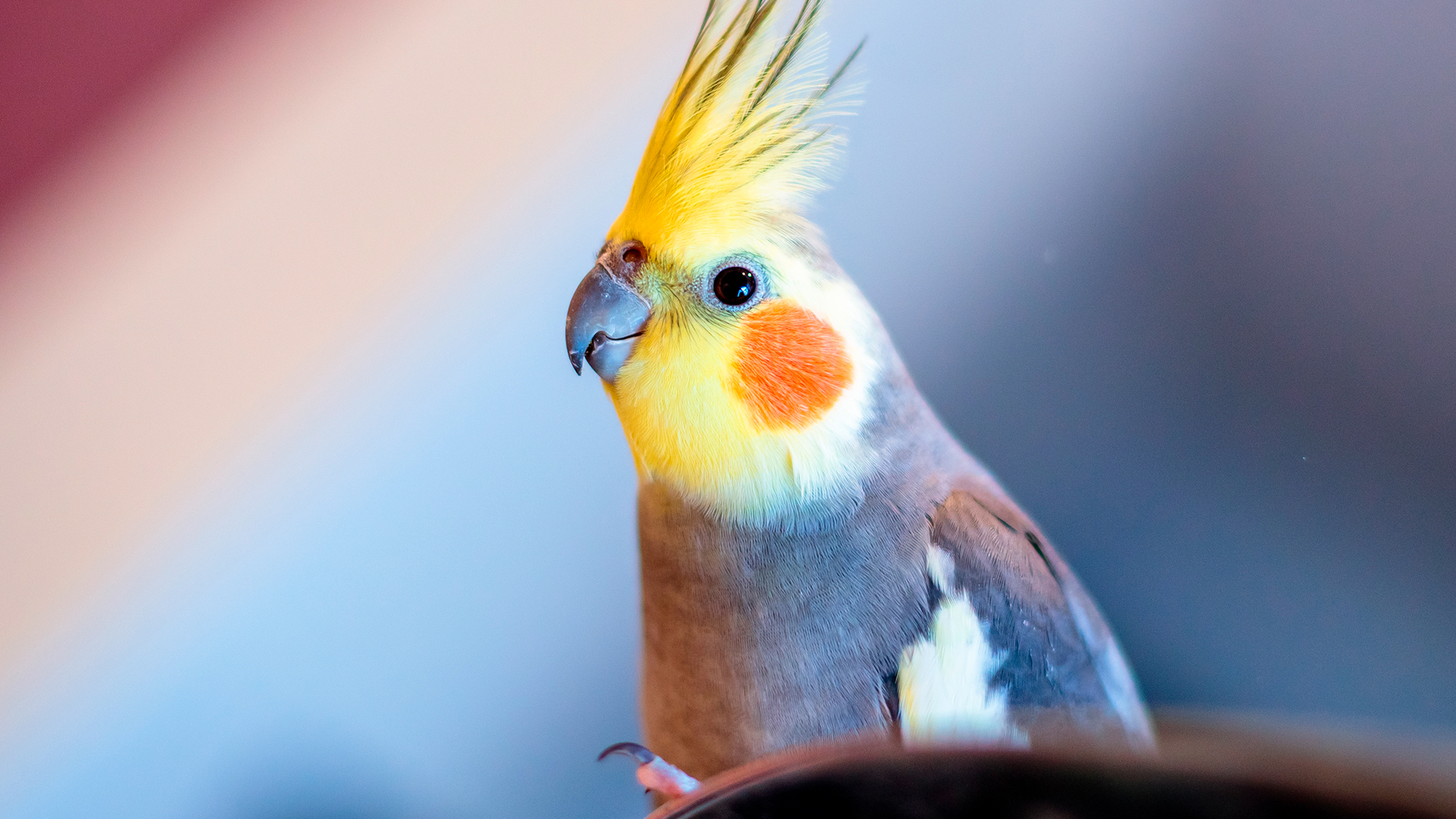 Dicas e cuidados para quem está iniciando a calopsita como pet – Portal ...