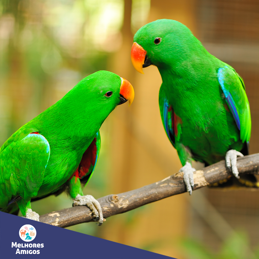 O que você precisa saber antes de ter uma maritaca – Portal Melhores Amigos