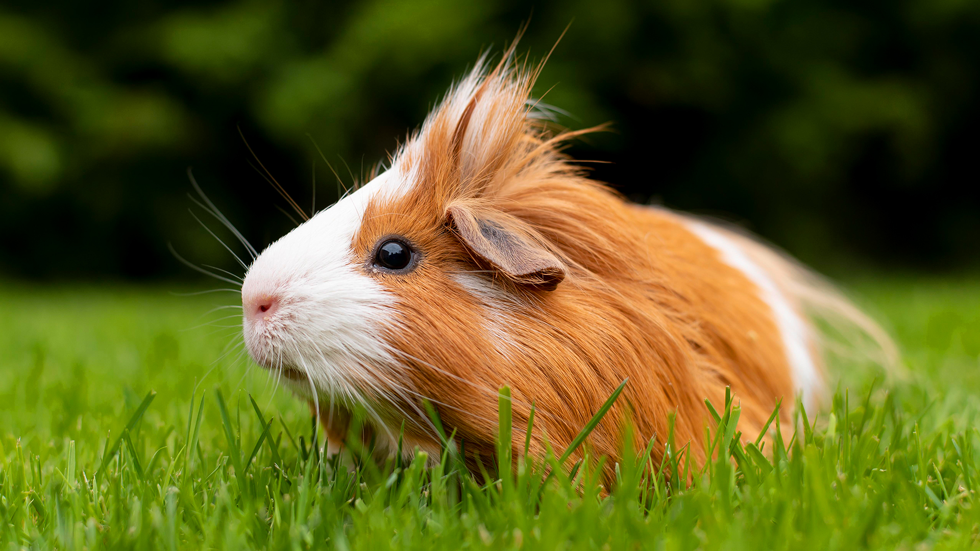 Pet exótico: saiba mais sobre o porquinho-da-índia – Portal Melhores Amigos