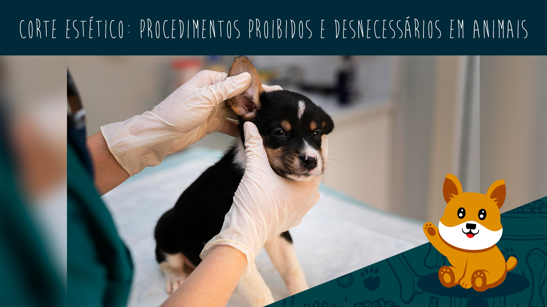 Corte estético: procedimentos proibidos e desnecessários em animais ...