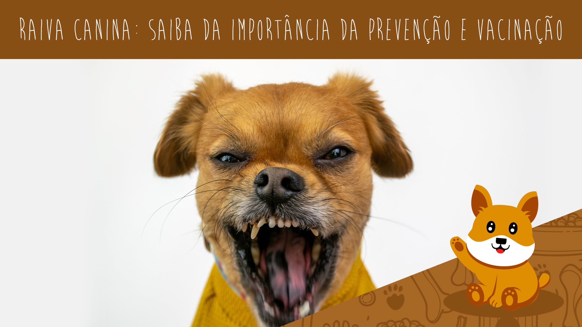 Raiva canina: saiba da importância da prevenção e vacinação – Portal ...